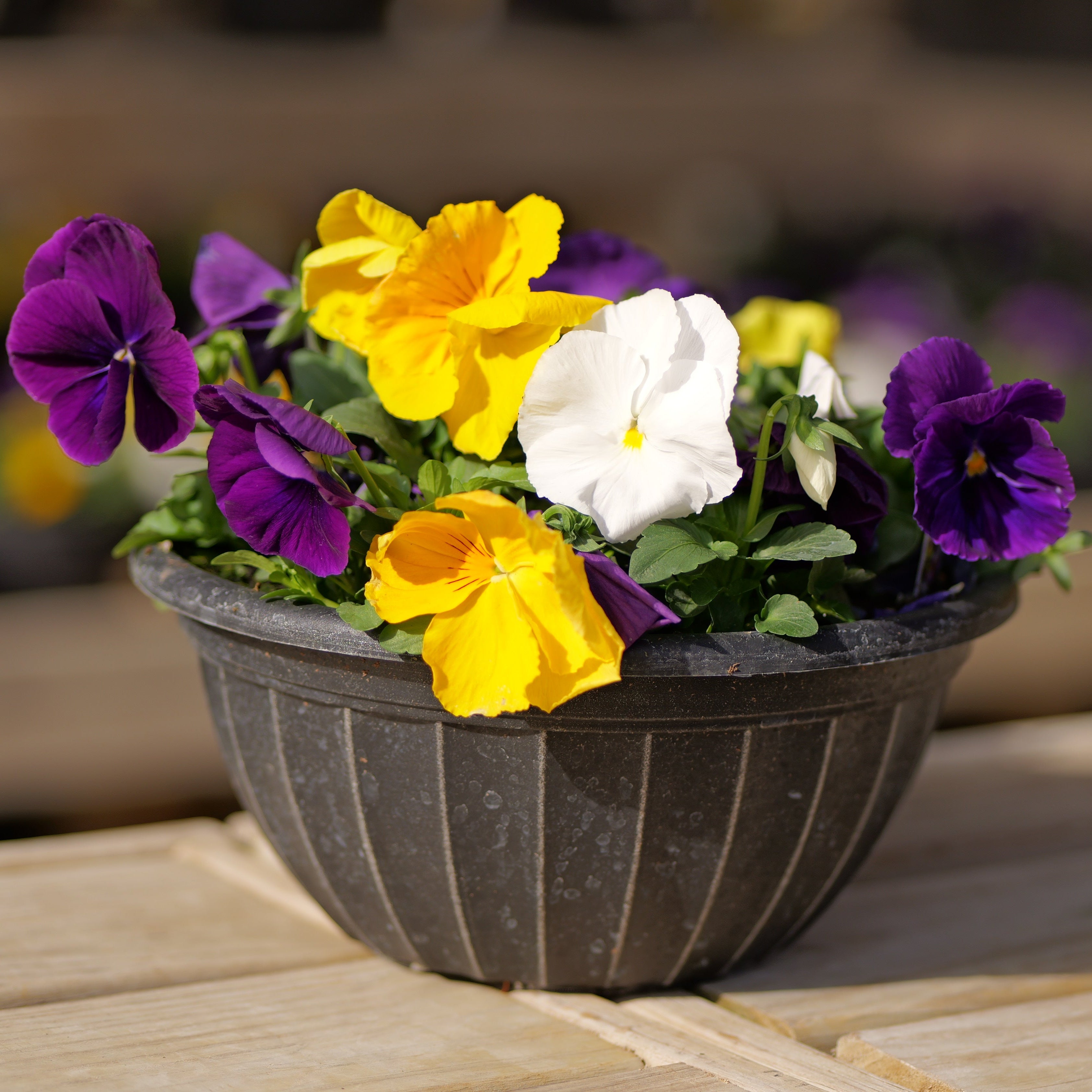 Pansy | Majestic Giants - 12 Inch Bowl - Berns Garden Center