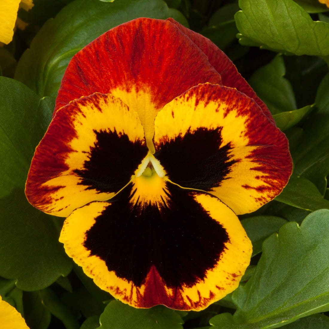 Pansy | Majestic Giants - 4 Pack - Berns Garden Center