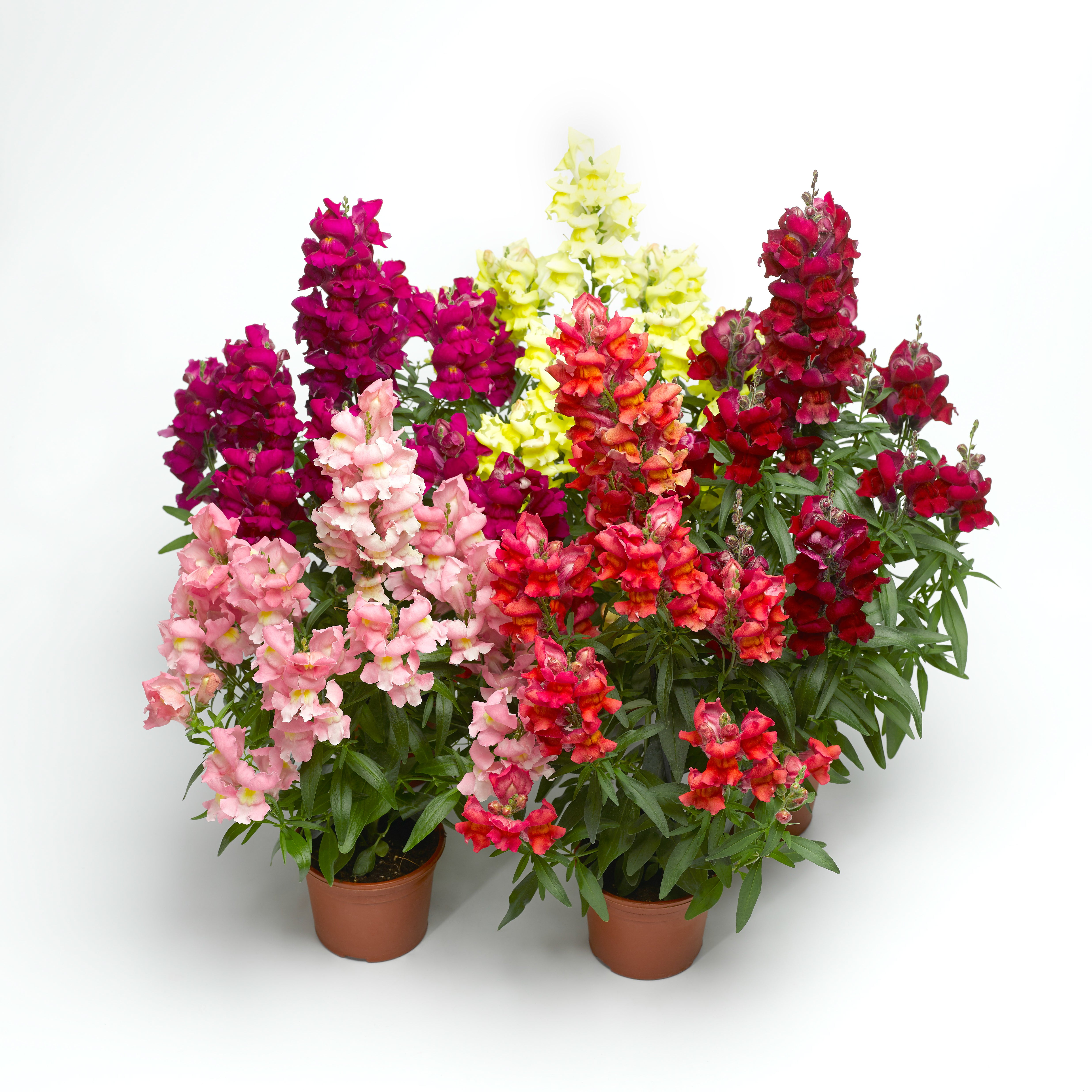 Snapdragon | Snaptastic - 4 Pack - Berns Garden Center