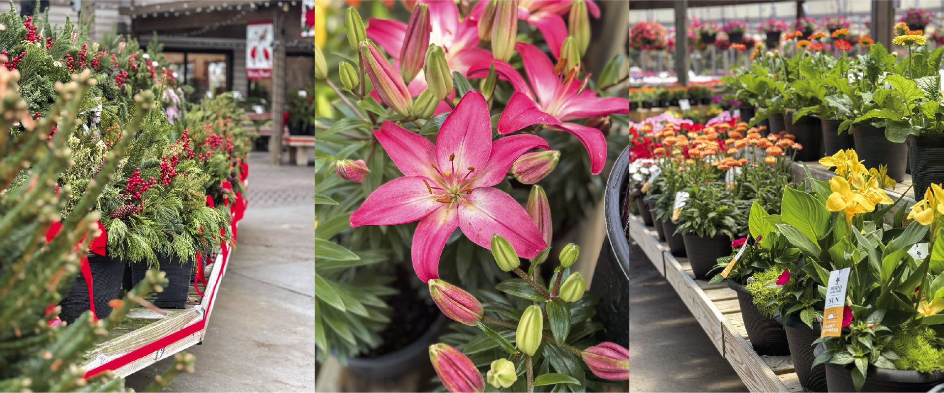 Middletown Berns Garden Center | Locally Grown Plants, Landscaping ...