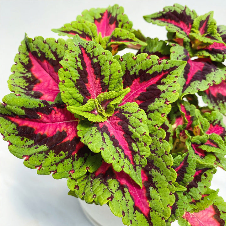 Weekly Plant Specials | Berns Garden Center - Berns Garden Center