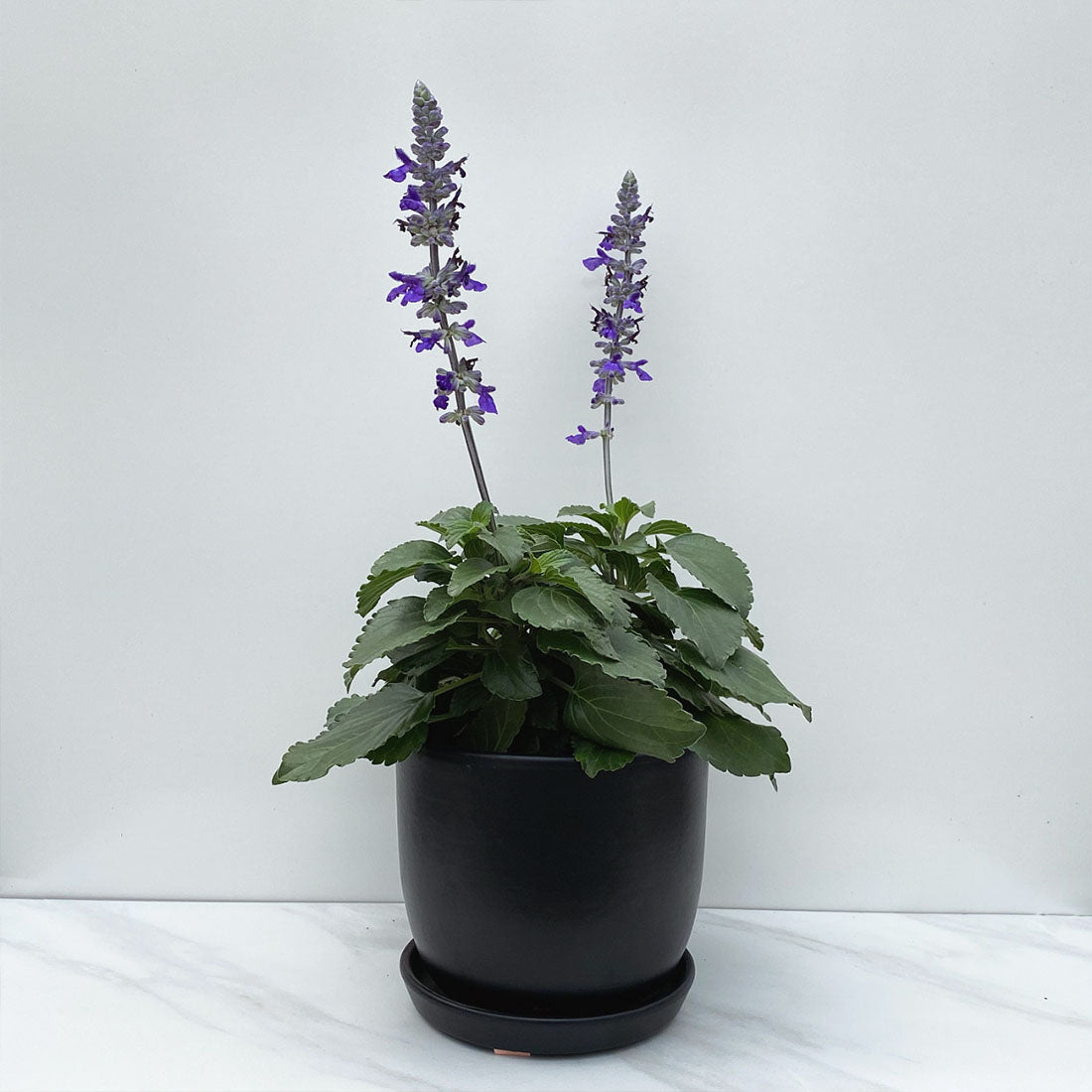Salvia | Mystic Spires - 3 Quart - Berns Garden Center