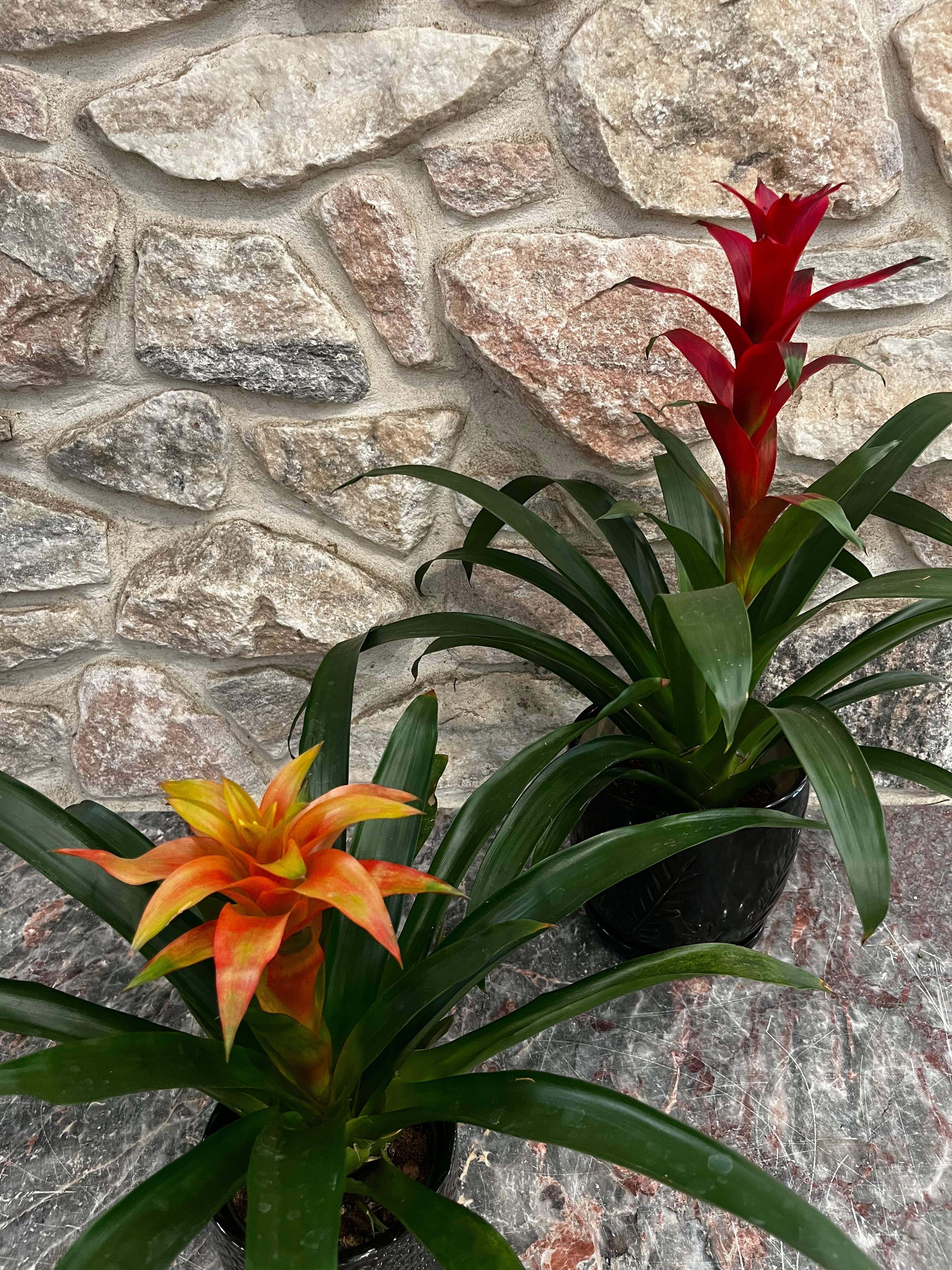 Bromeliad | Guzmania - Berns Garden Center