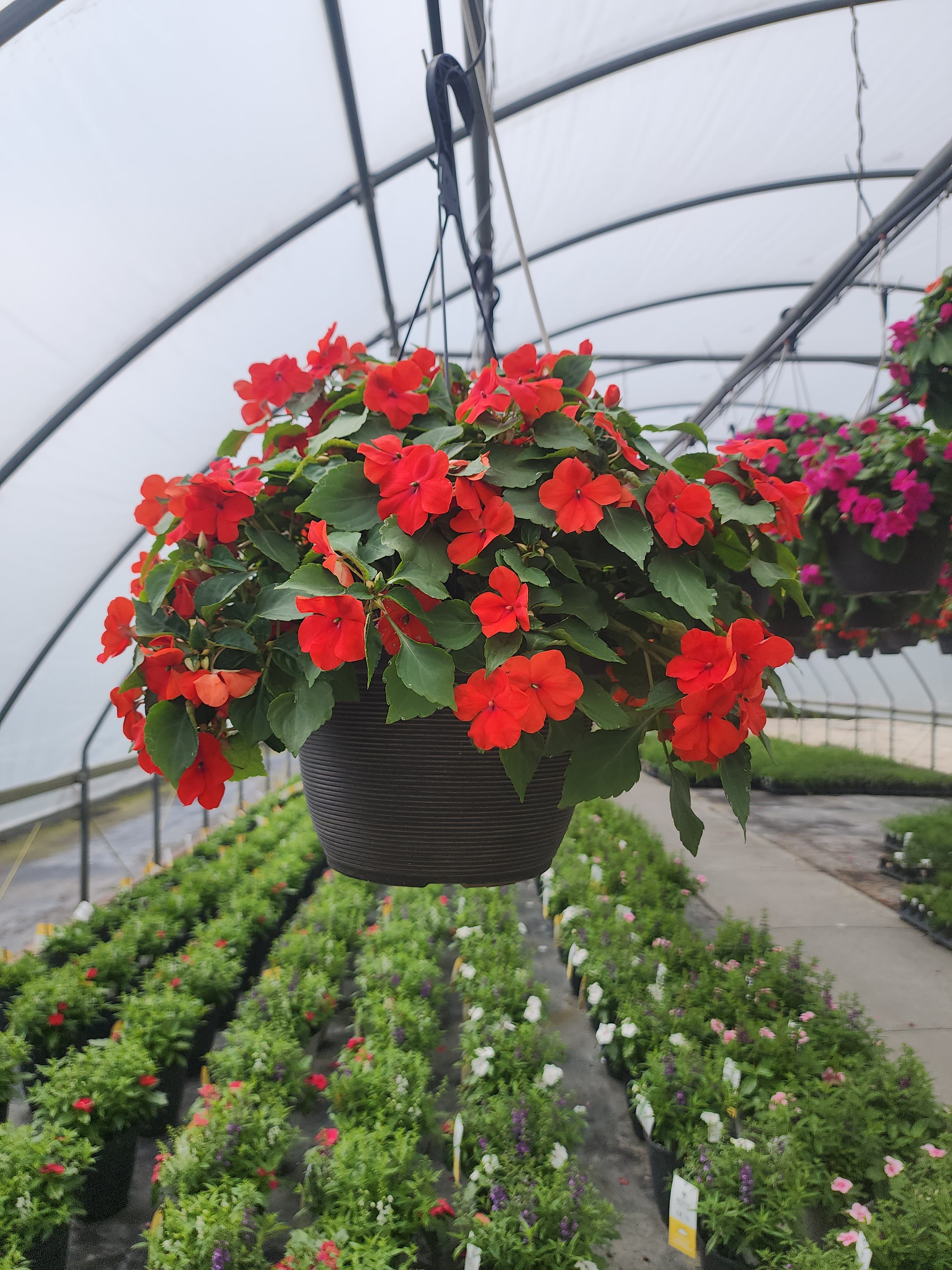 Impatiens | Beacon - Medium Hanging Basket - Berns Garden Center